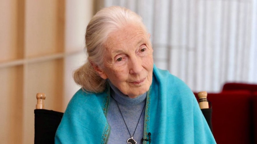 Dr. Jane Goodall wahariye ubuzima bwe kurengera inguge yitabye ...